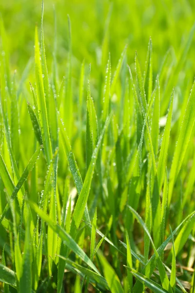 Lucerne grass Stock Photos, Royalty Free Lucerne grass Images ...