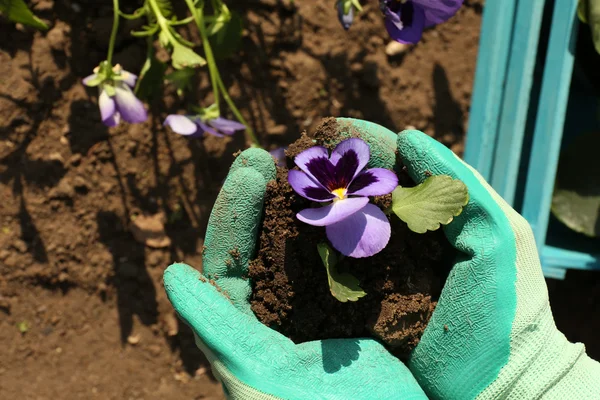 Hands holding beautiful spring flower in hands, outdoors - Stock Image ...