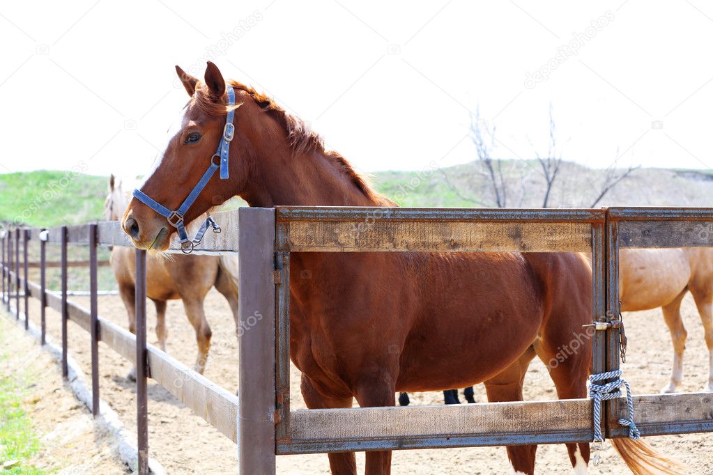 Purebred horse in yard on nature background — Stock Photo © belchonock ...