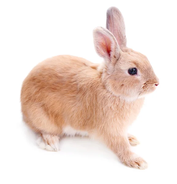 Conejo fondo blanco fotos de stock, imágenes de Conejo fondo blanco sin ...