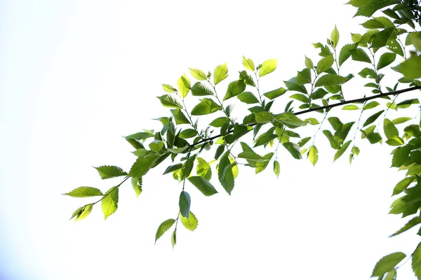 Hermosa primavera hojas fotos de stock, imágenes de Hermosa primavera ...