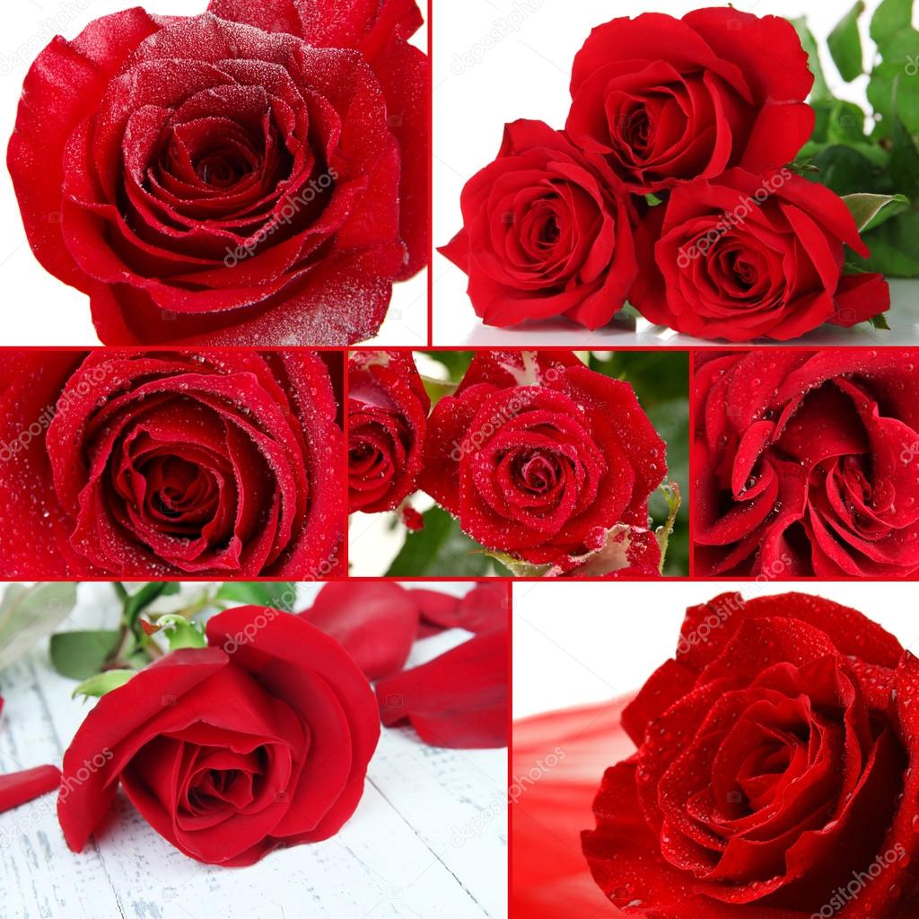 Beautiful roses collage, close up — Stock Photo © belchonock #46589363