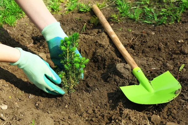 Tree planting Stock Photos, Royalty Free Tree planting Images ...