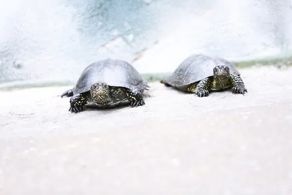 Two baby turtles Stock Photos, Royalty Free Two baby turtles Images ...