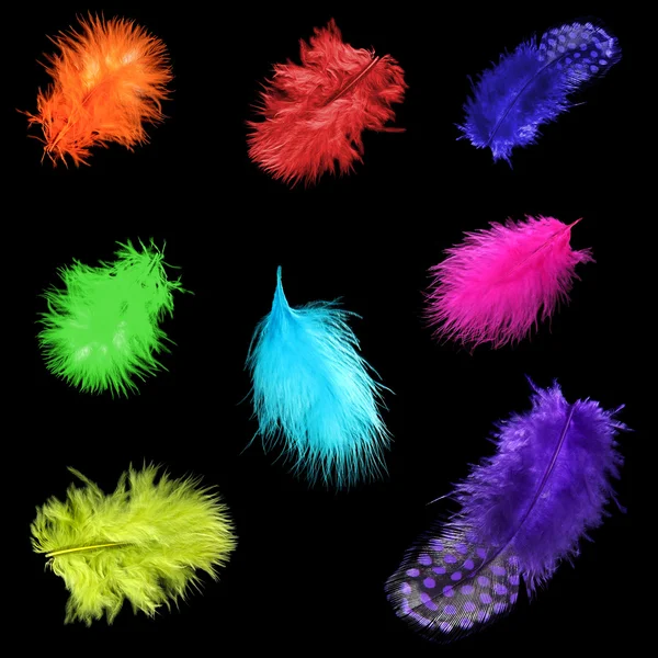Collection of different color feathers. Stock Photo by ©spline_x 56608255