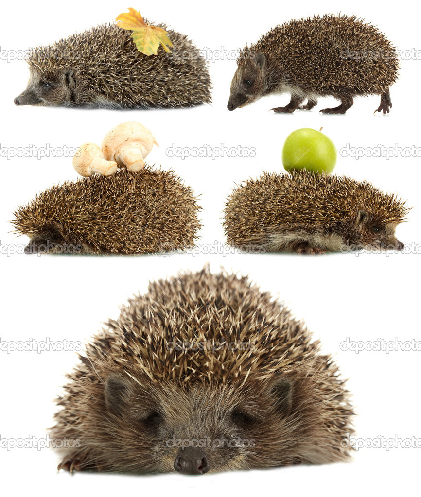 Collage of cute hedgehog isolated on white — Stock Photo © belchonock ...