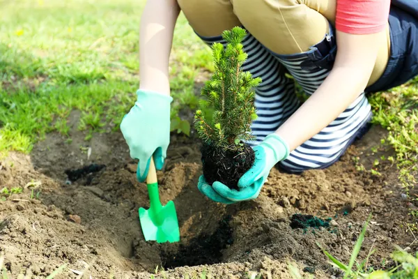 Tree planting Stock Photos, Royalty Free Tree planting Images ...