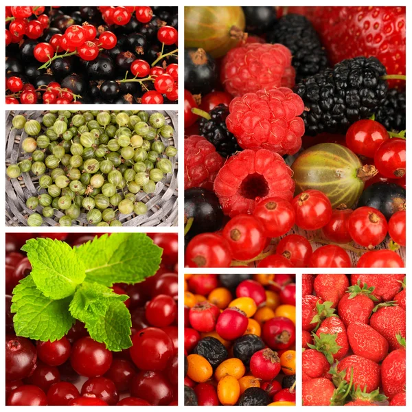 Collage of berries close-up — Stock Photo © belchonock #48712541