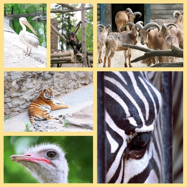 Wildlife collage — Stock Photo © EmiliaU #12079559