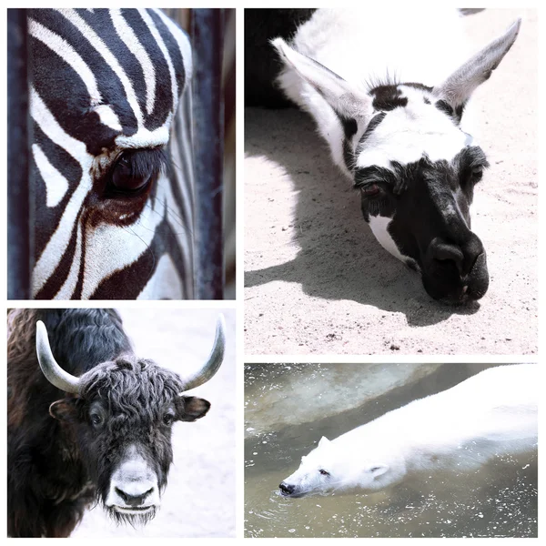 Animal collage Images - Search Images on Everypixel