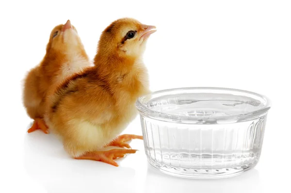 Agua pollo fotos de stock, imágenes de Agua pollo sin royalties ...