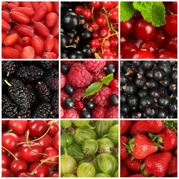 Collage of berries close-up — Stock Photo © belchonock #48712541