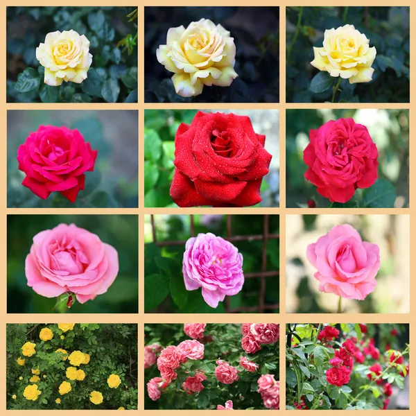 Collage of beautiful roses in garden Stock Photo by ©belchonock 49525835