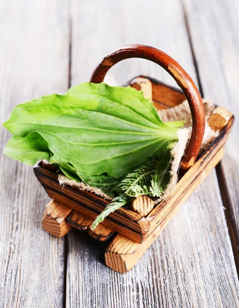 Green plantain Stock Photos, Royalty Free Green plantain Images ...