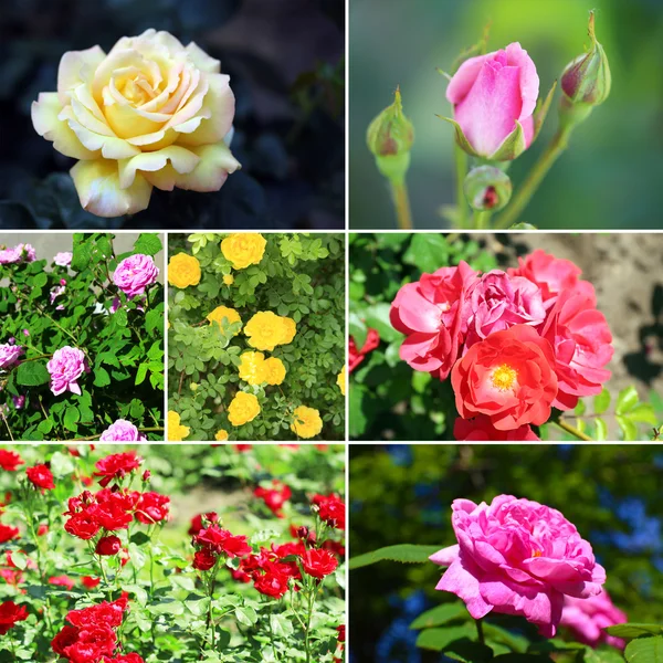 Collage of beautiful roses in garden Stock Photo by ©belchonock 49525835