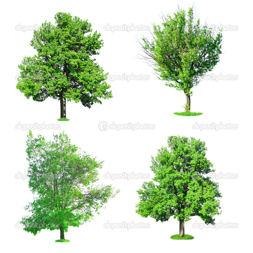 Collage of big old trees Stock Photo by ©belchonock 49762067