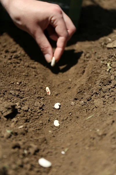 Sowing background Stock Photos, Royalty Free Sowing background Images ...