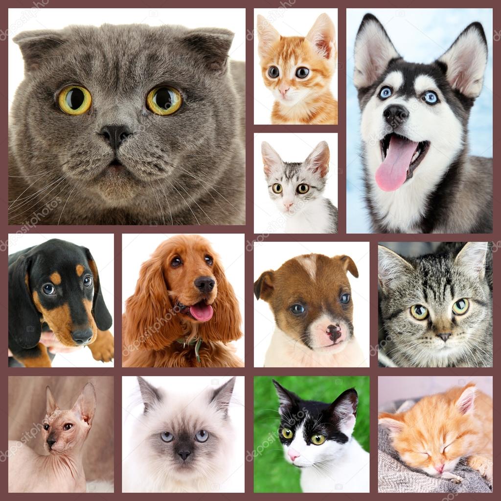 collage de diferentes animales domésticos lindos — Foto de stock ...