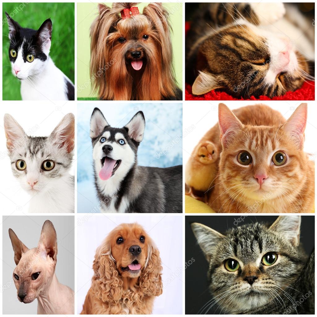 Collage de diferentes animales domésticos lindos — Foto de stock ...