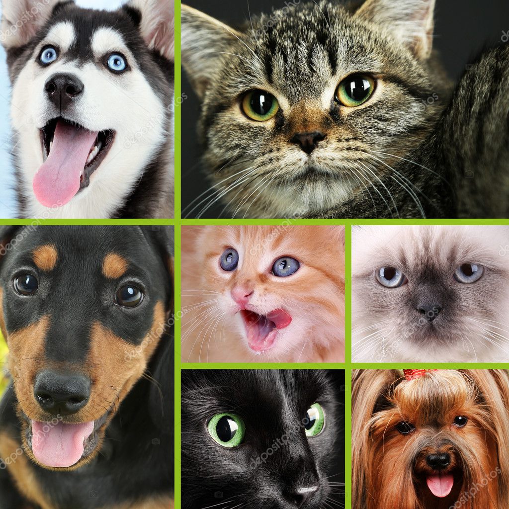 Collage of different cute pets Stock Photo by ©belchonock 50213223