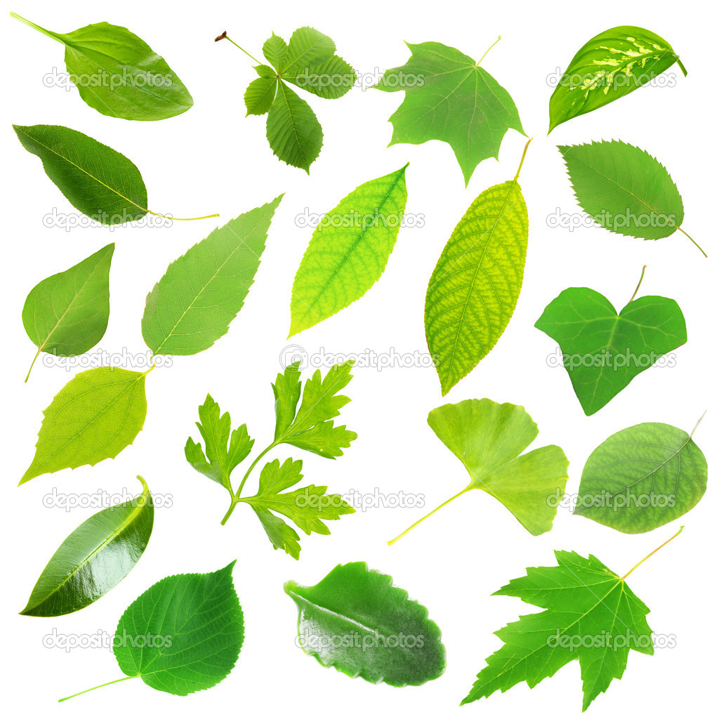 Collage of different leaves isolated on white — Stock Photo ...