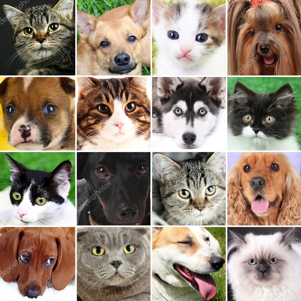 Collage of different cute pets Stock Photo by ©belchonock 50798549