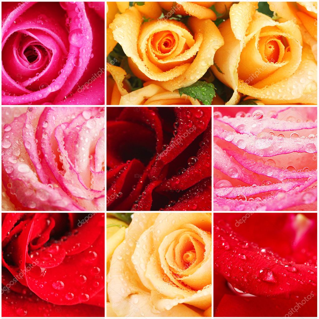 Collage of beautiful flowers with water drops — Stock Photo ...
