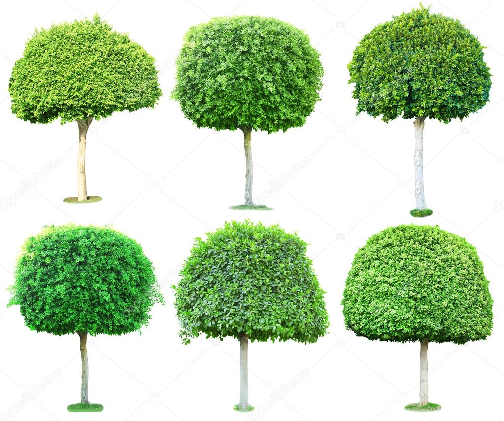 Collage green trees isolated on white Stock Photo by ©belchonock 51433285