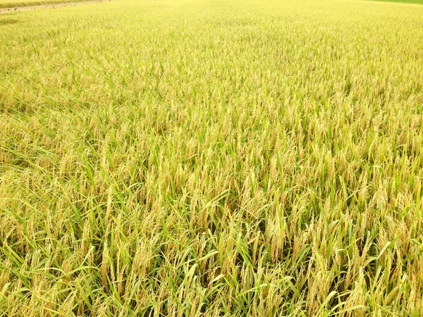 Golden paddy rice field ready for harvest. — Stock Photo © poungpayom ...