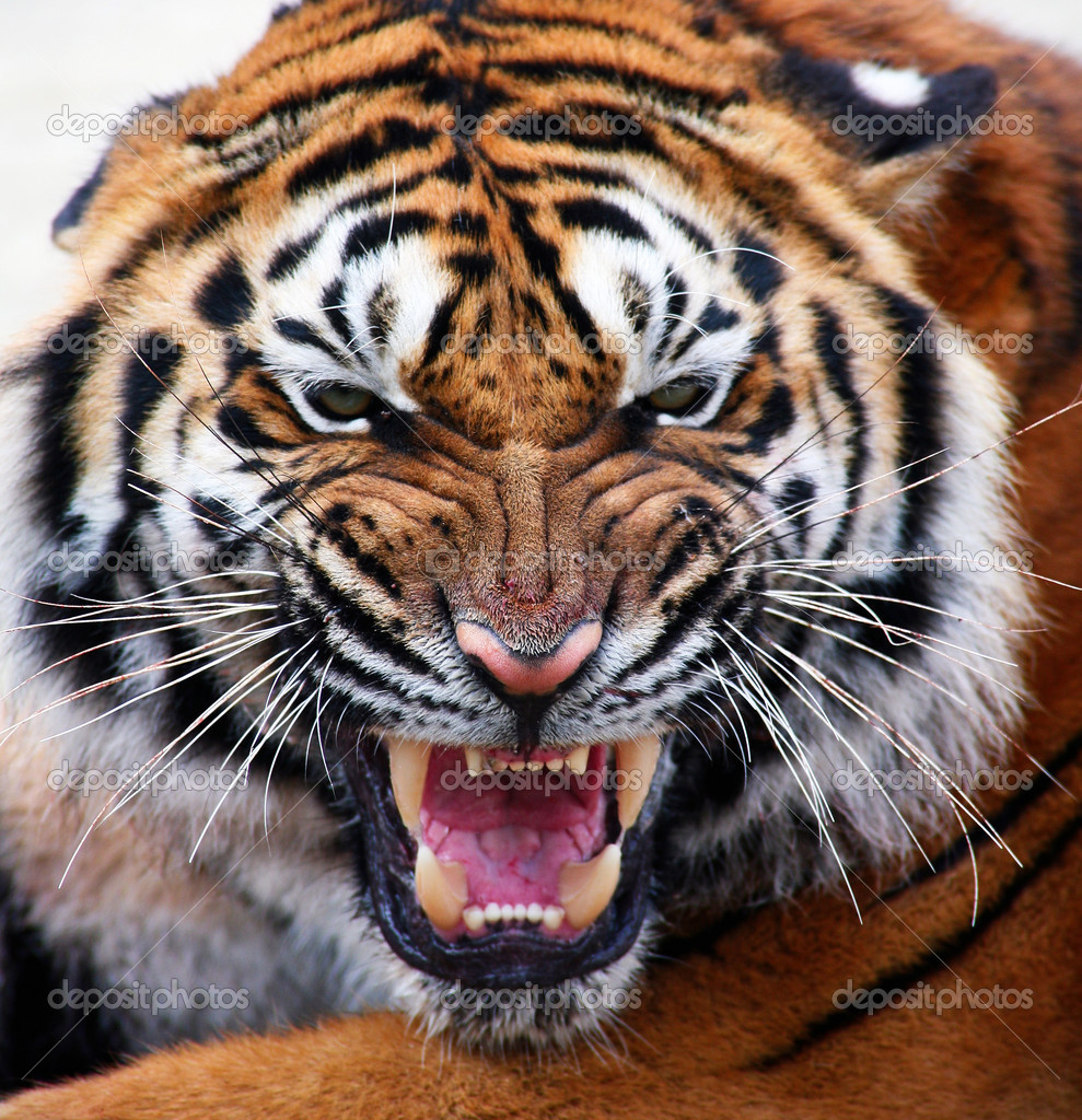 Beautiful tiger cub closeup look formidable — Stock Photo ...