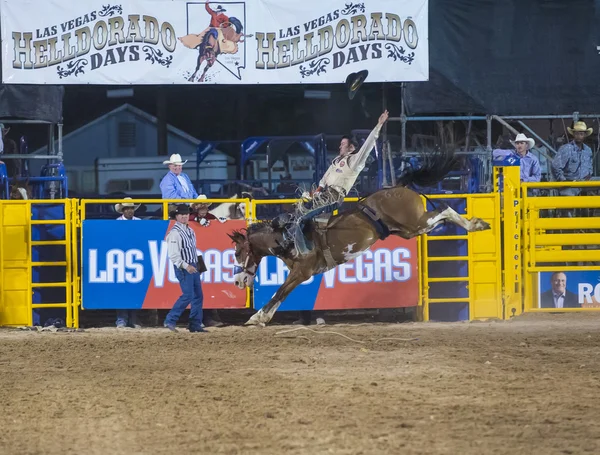 Rodeo bull gate Stock Photos, Royalty Free Rodeo bull gate Images ...