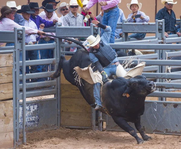 Bull rider Stock Photos, Royalty Free Bull rider Images | Depositphotos
