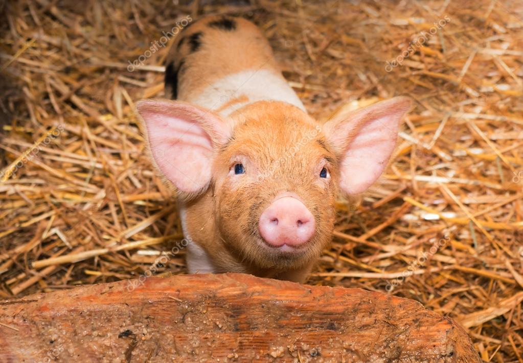 Piglet pig Stock Photo by ©pyansetia2008 46838509