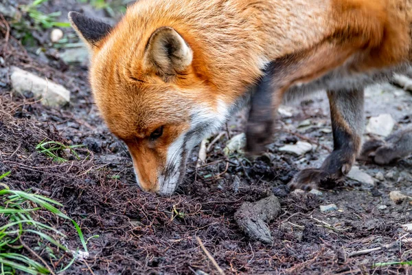 Fox poop Stock Photos, Royalty Free Fox poop Images | Depositphotos