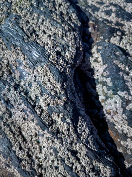 Trypophobia Stock Photos, Royalty Free Trypophobia Images | Depositphotos