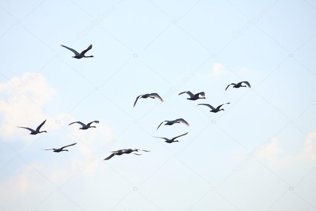 Fotos de Cisne migratorio - Imagen de © LSaloni #13017987