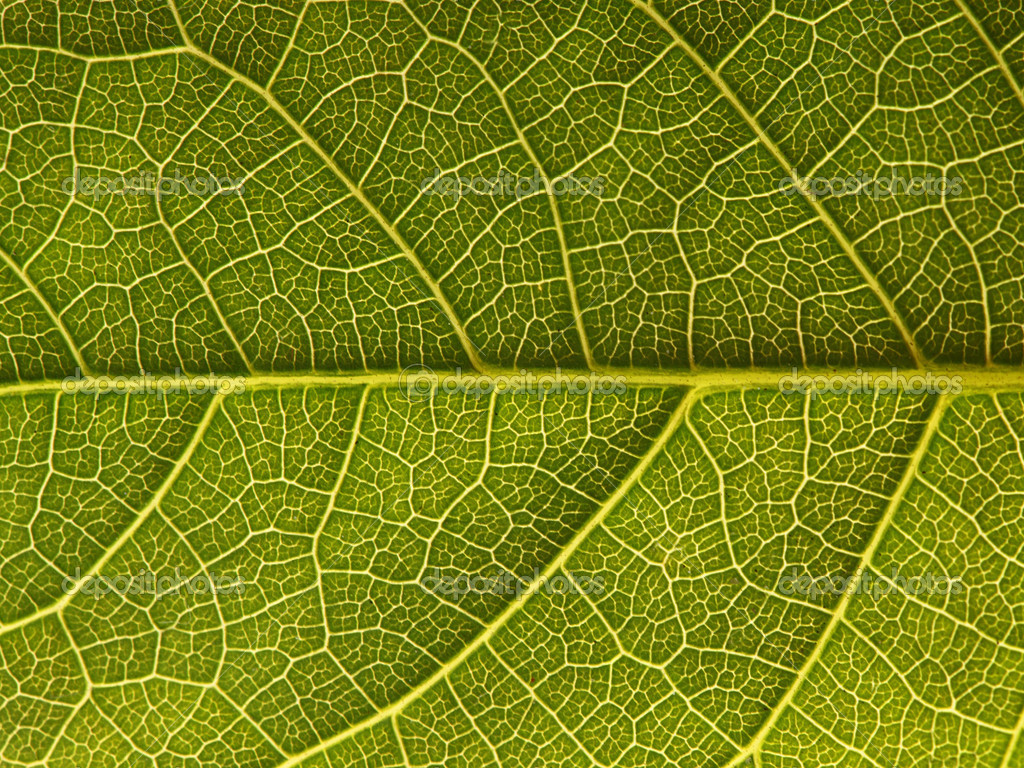 Chiudi la texture delle foglie di noce - Foto Stock: Foto, Immagini ...