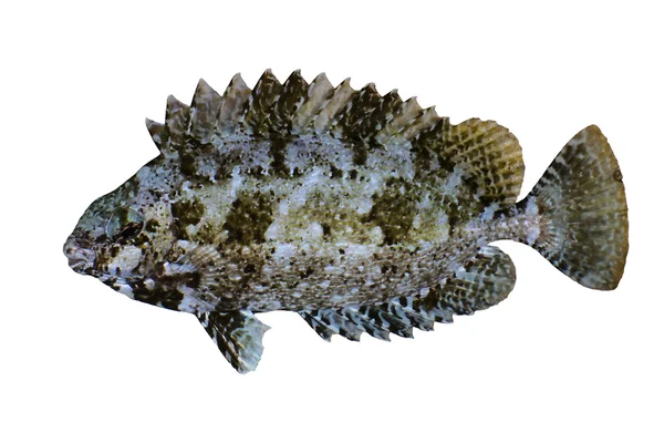 Sheepshead fish Stock Photos, Royalty Free Sheepshead fish Images ...