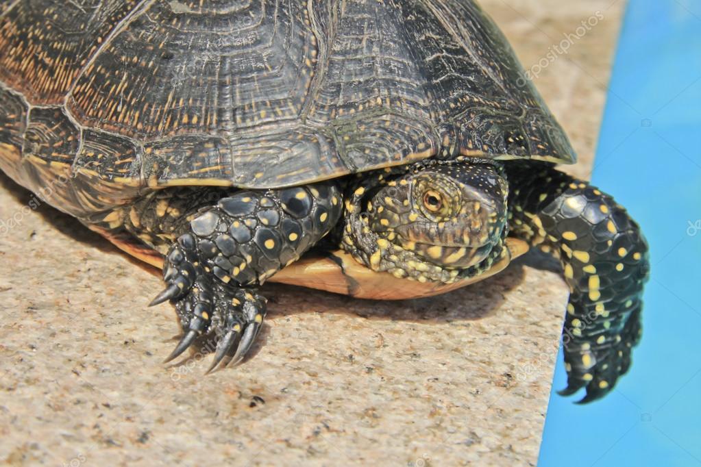 Turtle at the swimming pool Stock Photo by ©renegadehomie 12365807