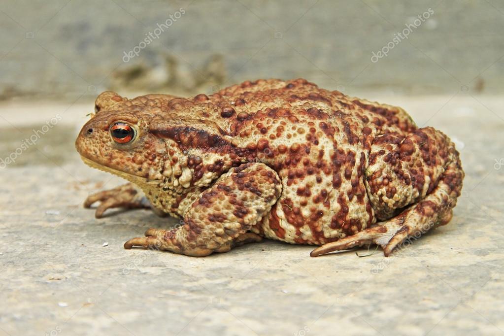Rust-colored toad Stock Photo by ©renegadehomie 13511418