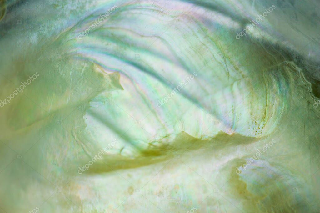 Color interior de concha de perla textura de mejillón azul, Mytilus ...