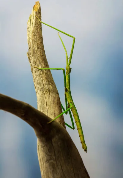 Green walking stick, stick bug, phobaeticus serratipes standing on tree ...