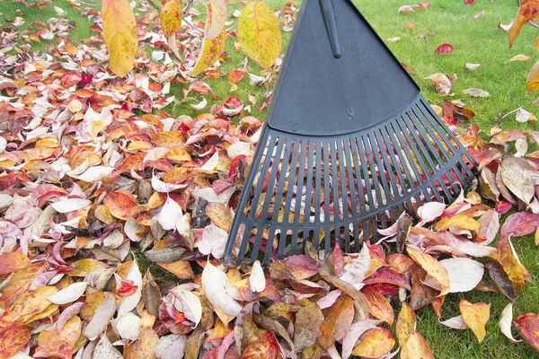 Rake on a wooden stick and Colored autumn foliage. Collecting grass ...