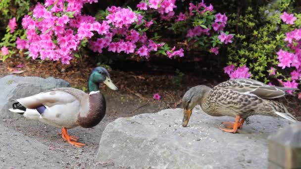 A Pair of Ducks Feeding by a Flowering Azalea Plant in Spring Season ...