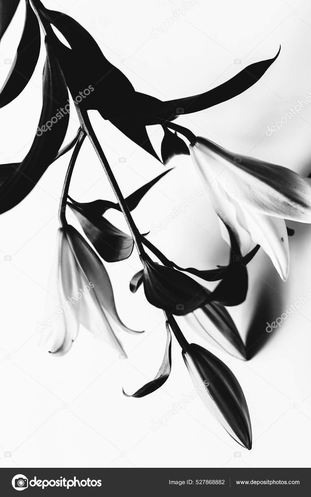Abstract Blurry Plant Background Fuzzy Film Photo Lily Branch White ...