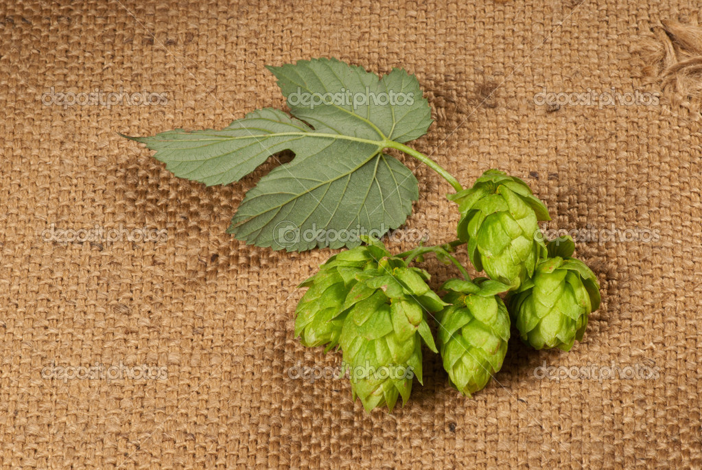 Hop cone — Stock Photo © aaron007 #13940995