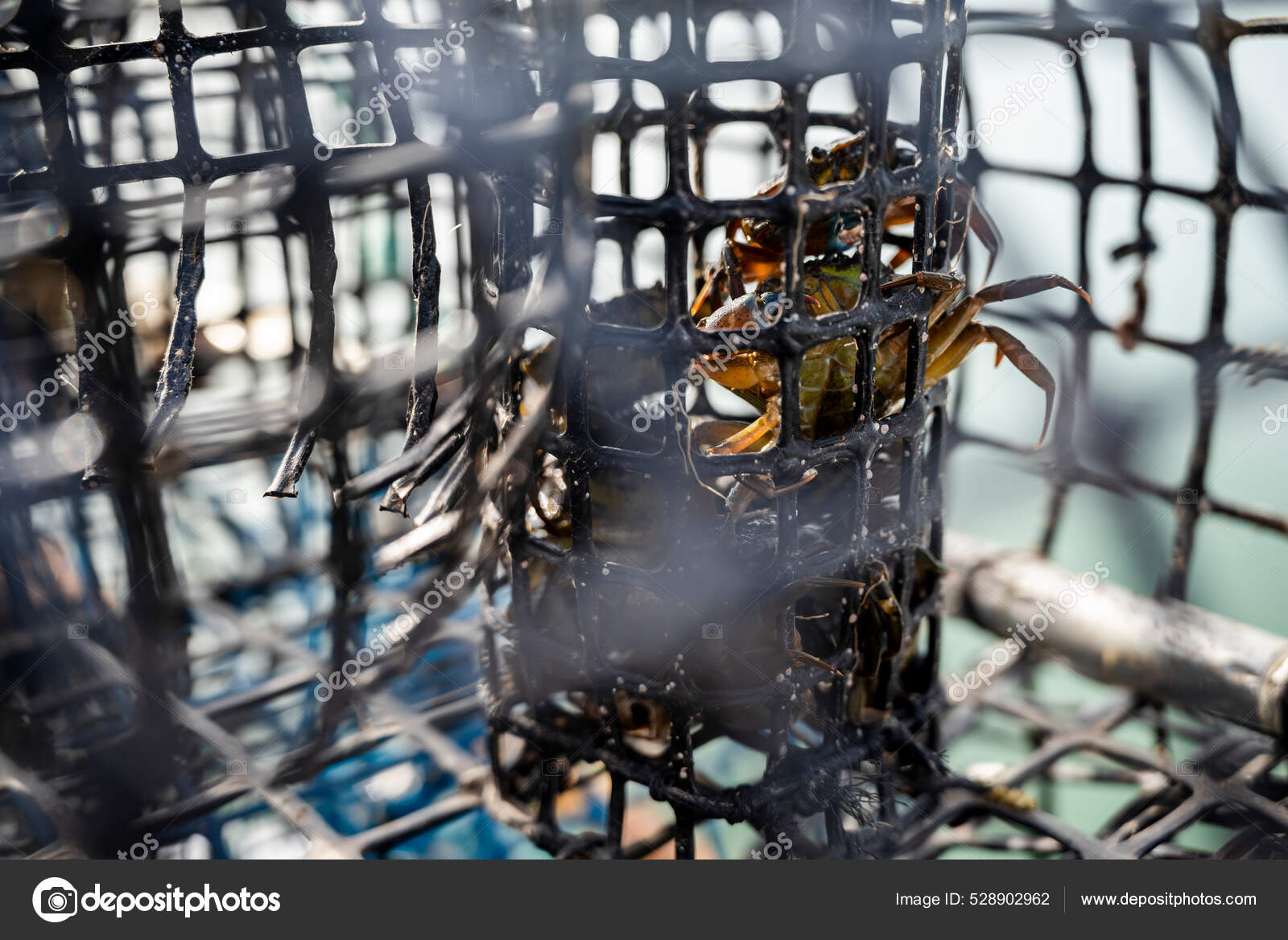 Small Crabs Used Bait Octopus Traps Alvor Algarve Portugal — Stock ...