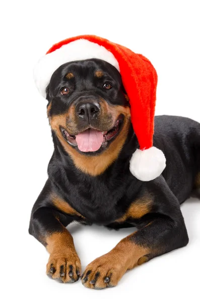 Rottweiler christmas Stock Photos, Royalty Free Rottweiler christmas ...