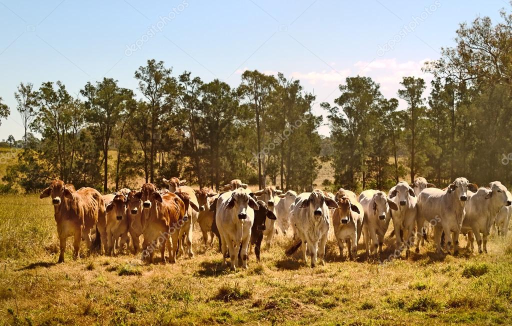 Australia rancho de ganado Vacas de carne de brahma australiana 2022