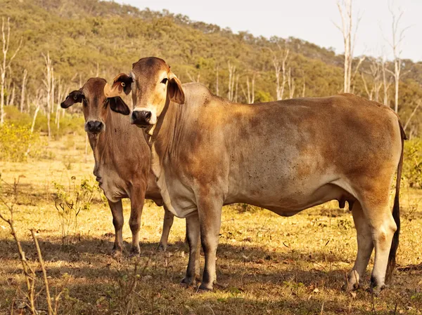 Zebu Cattle